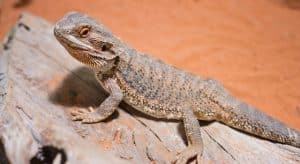 Bearded Dragon Substrate: Expert Guide to Natural Habitats